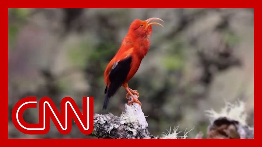 AI and the environment | CNN Creators » News TV Online